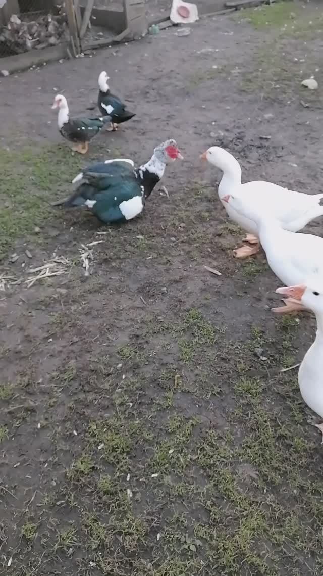 Селезень гоняет гусей