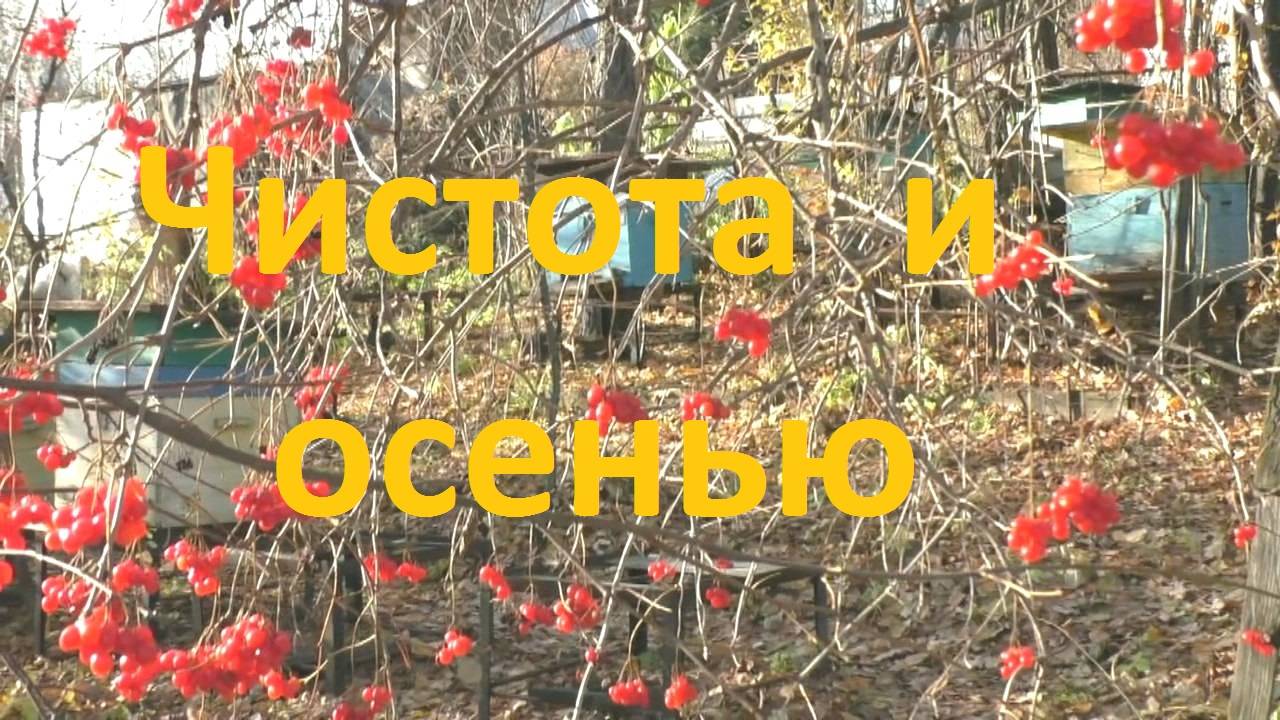Чистят ли пчелы свое гнездо поздней осенью