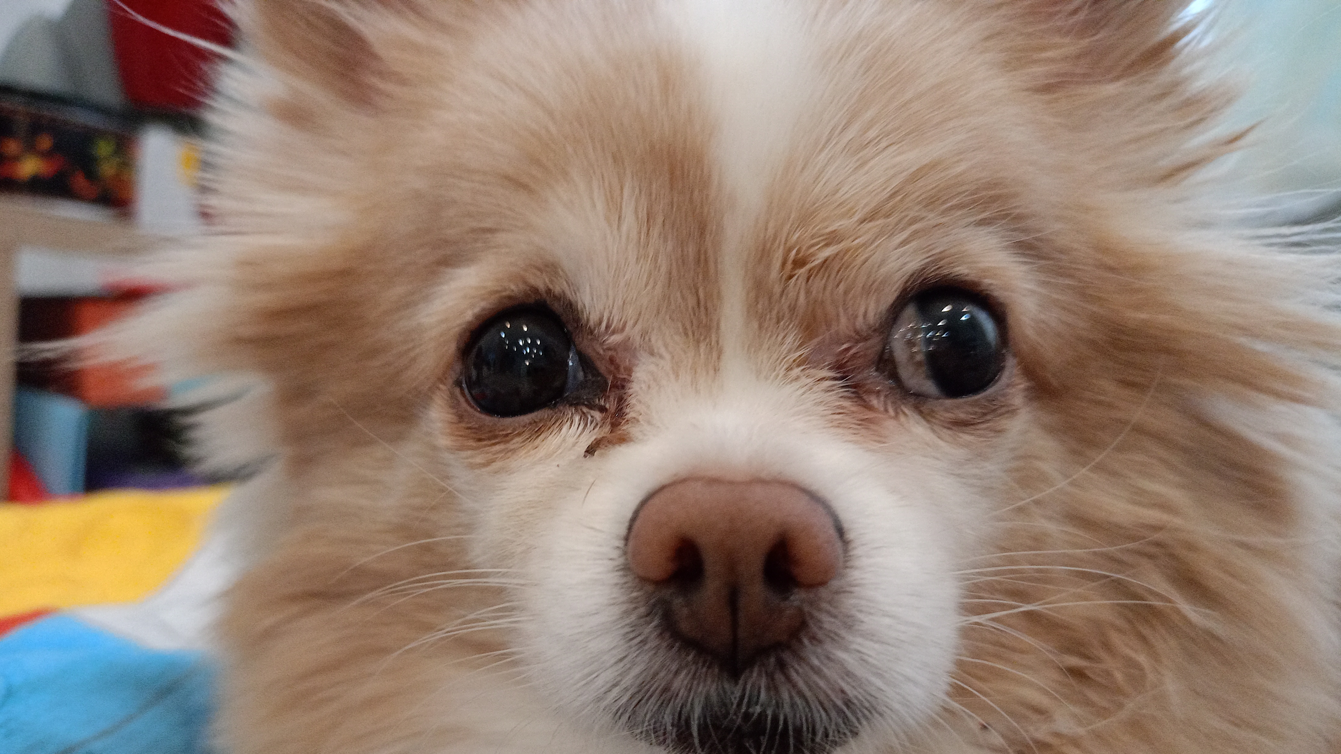 собака любет песню только в кожаных штанах