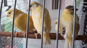 Канарейки птенцы   первый день вылет из гнезда