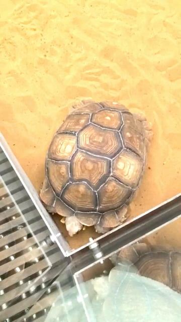 Черепаха "лыбу давит"