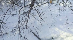 Проверка капканов часть 〽️ 15,удачно!