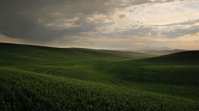 Сыграет музыку цветов