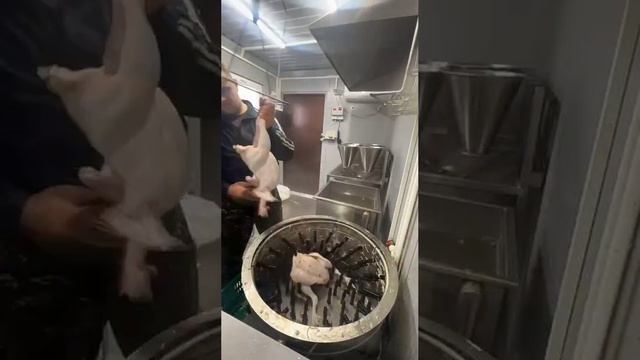Как проходит забой Бройлеров