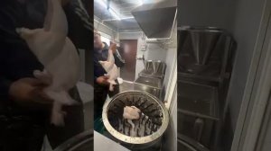 Как проходит забой Бройлеров