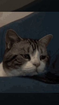 грустный котик