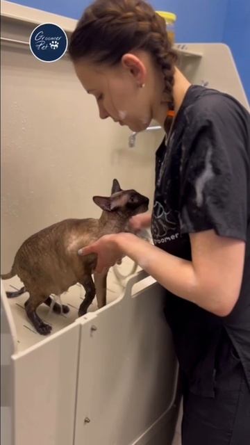 Мытье котиков в Зоосалоне @Groomerpet.ru