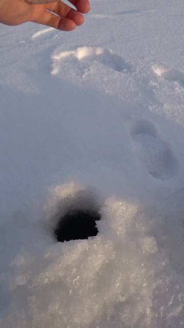 ОКУНЬ ПРИ КОНКУРЕНЦИИ В АЗАРТЕ ОБЫЧНО ПРОМАХИВАЕТСЯ!!!