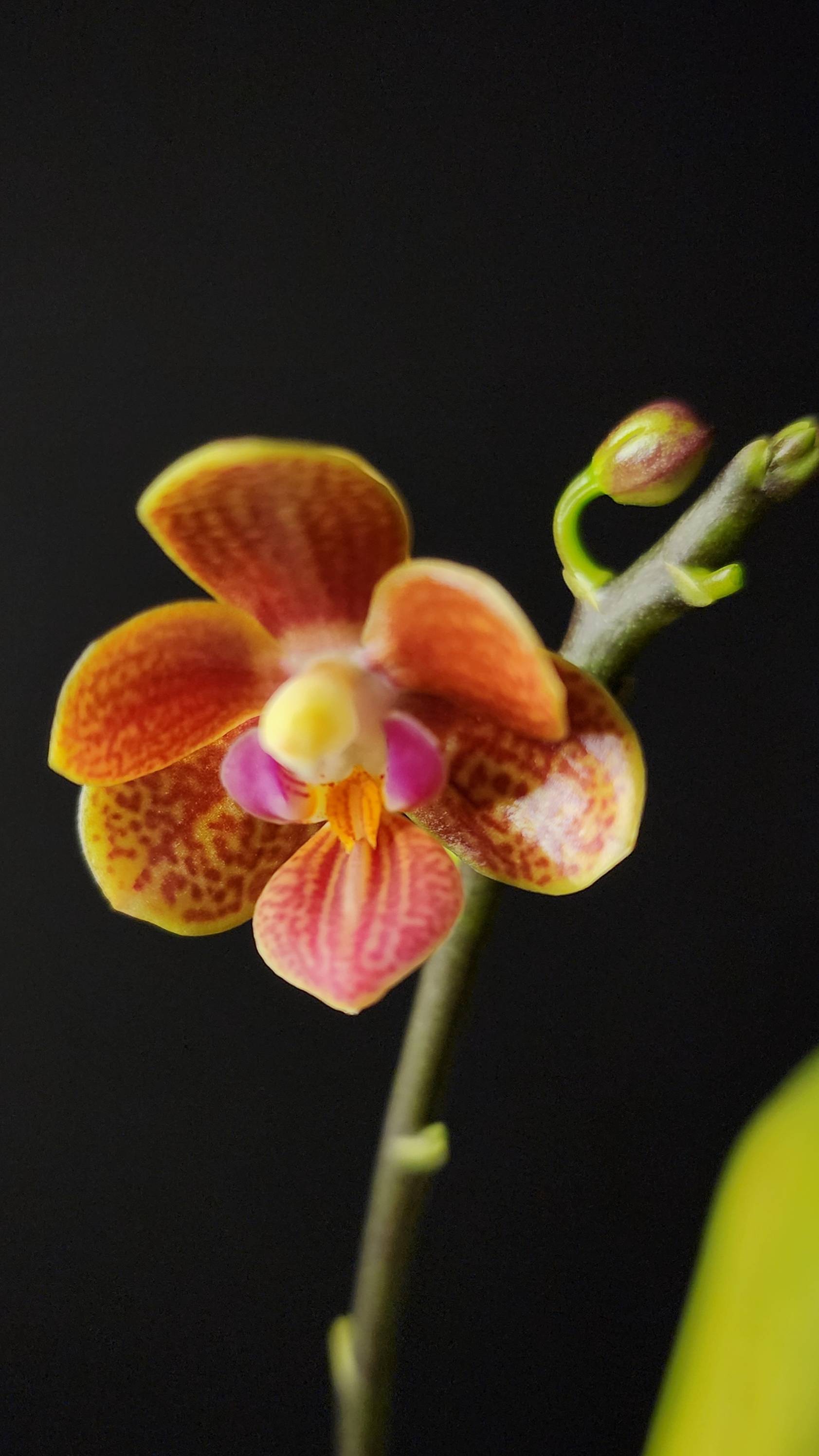 Phal.(silbergure-hanhenensis)’Yaphon’