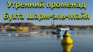 Утренняя прогулка по берегу бухты Шарм-эль-Майя 26.12.2024