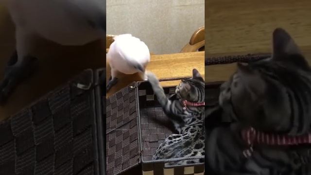 ДРУЖБА КОТА и ПОПУГАЯ