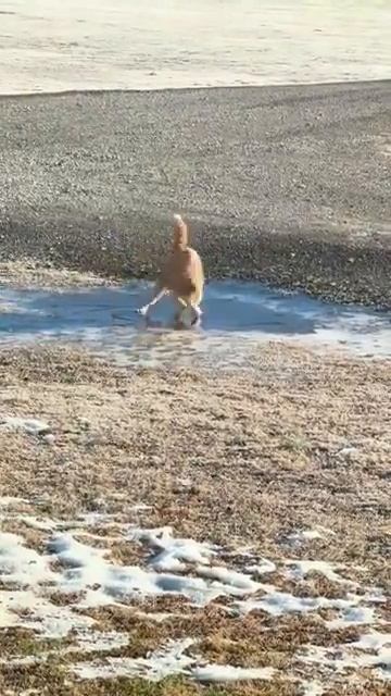 Кошачьи танцы на льду