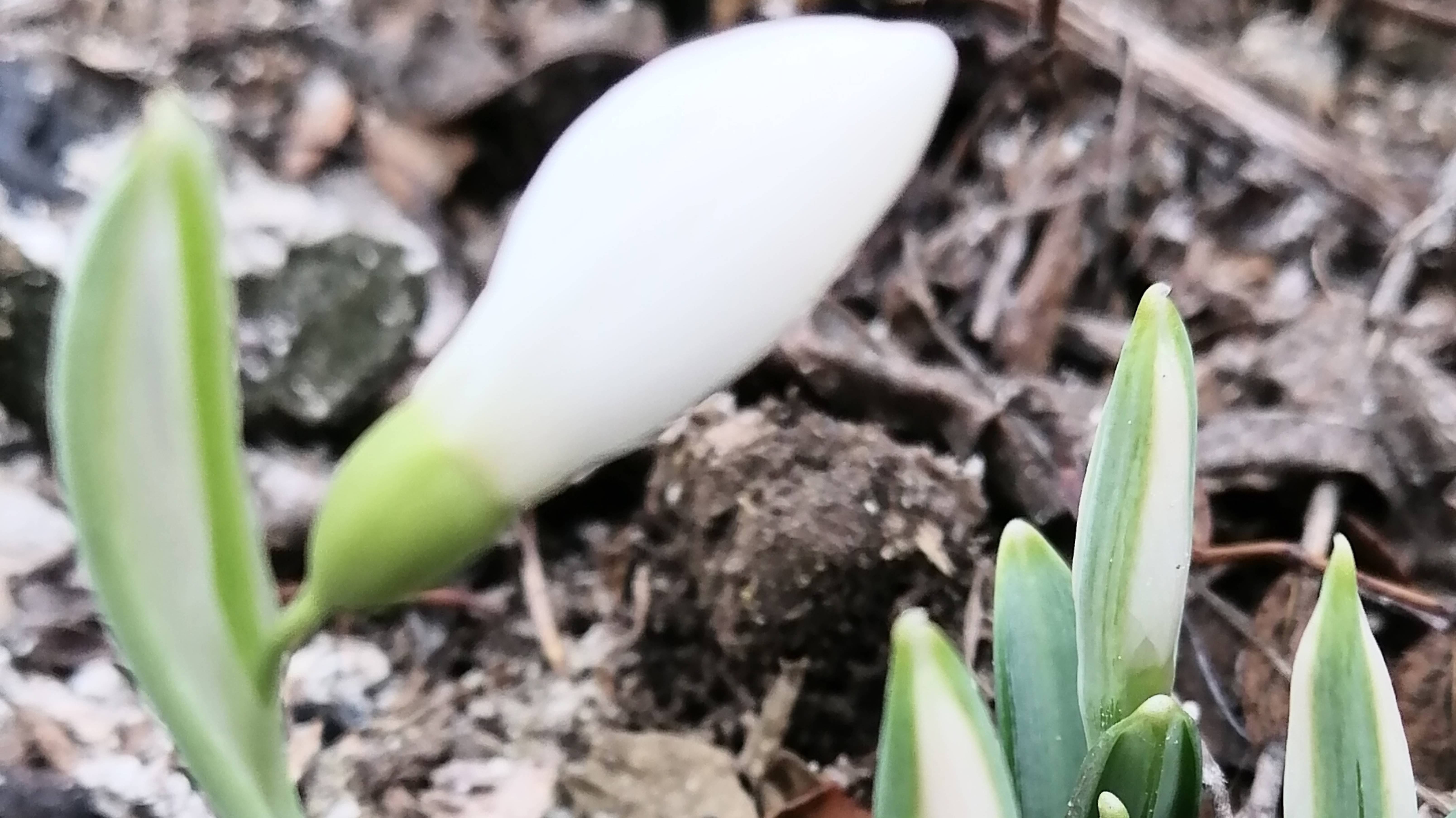 Что обязательно делать при побелке деревьев?