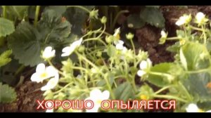 Чем больше рвёшь, тем больше ягод.