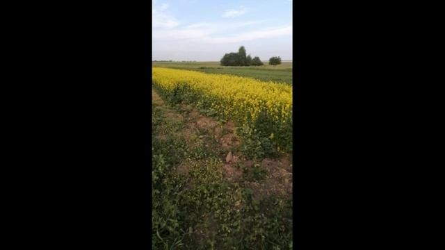 Июньские поддерживающие медоносы за пасекой