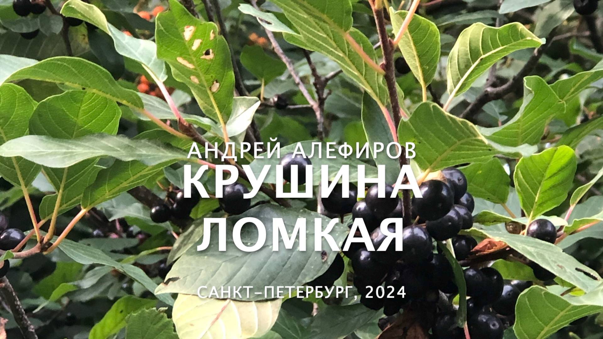 Крушина ломкая. Алефиров А.Н.