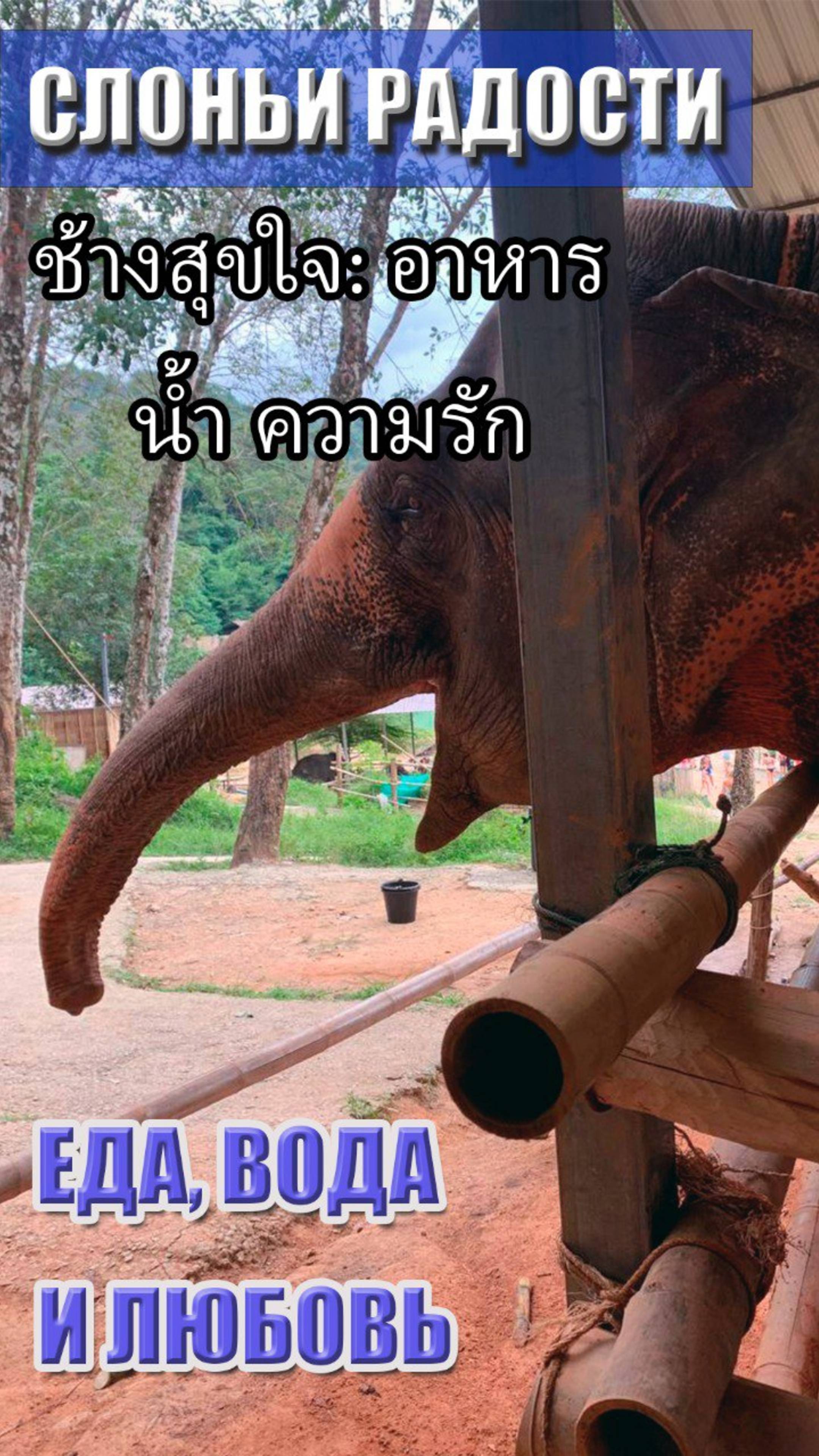 слоновьи радости #phuket #elephant #пхукет #слоны #sanctuary