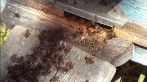 Шмель в окружении пчел