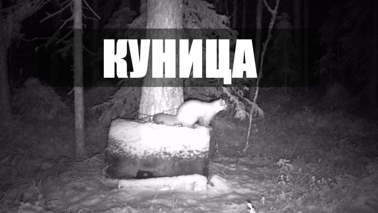 КУНИЦА! Собаки! Видео с фотоловушки BG-310.