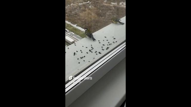 Самый страшный птиц - СИНИЦ!!!