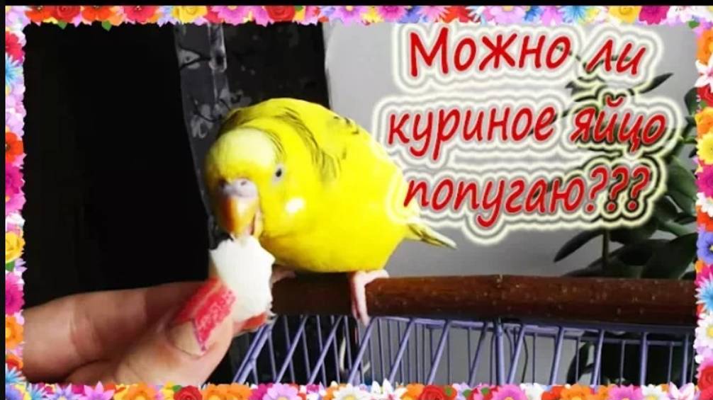 Можно ли попугаю куриное яйцо? Как давать попугаю куриное яйцо? Можно ли яйцо попугаю???