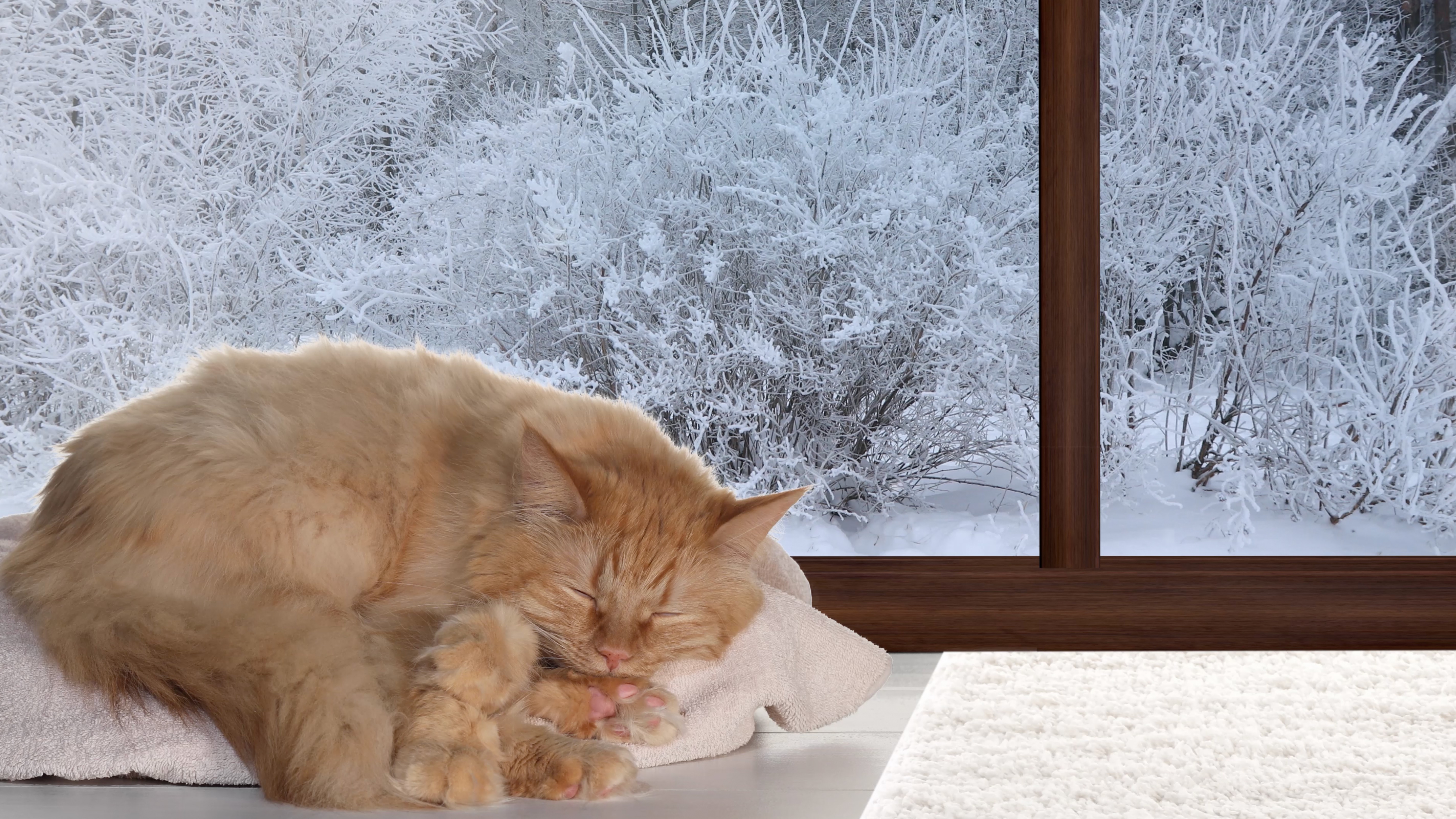 ДНЕВНОЙ СОН С МАРСИКОМ