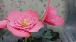 Бегония (гр. Элатиор) Соления Дарк Пинк (Begonia Solenia Dark Pink)