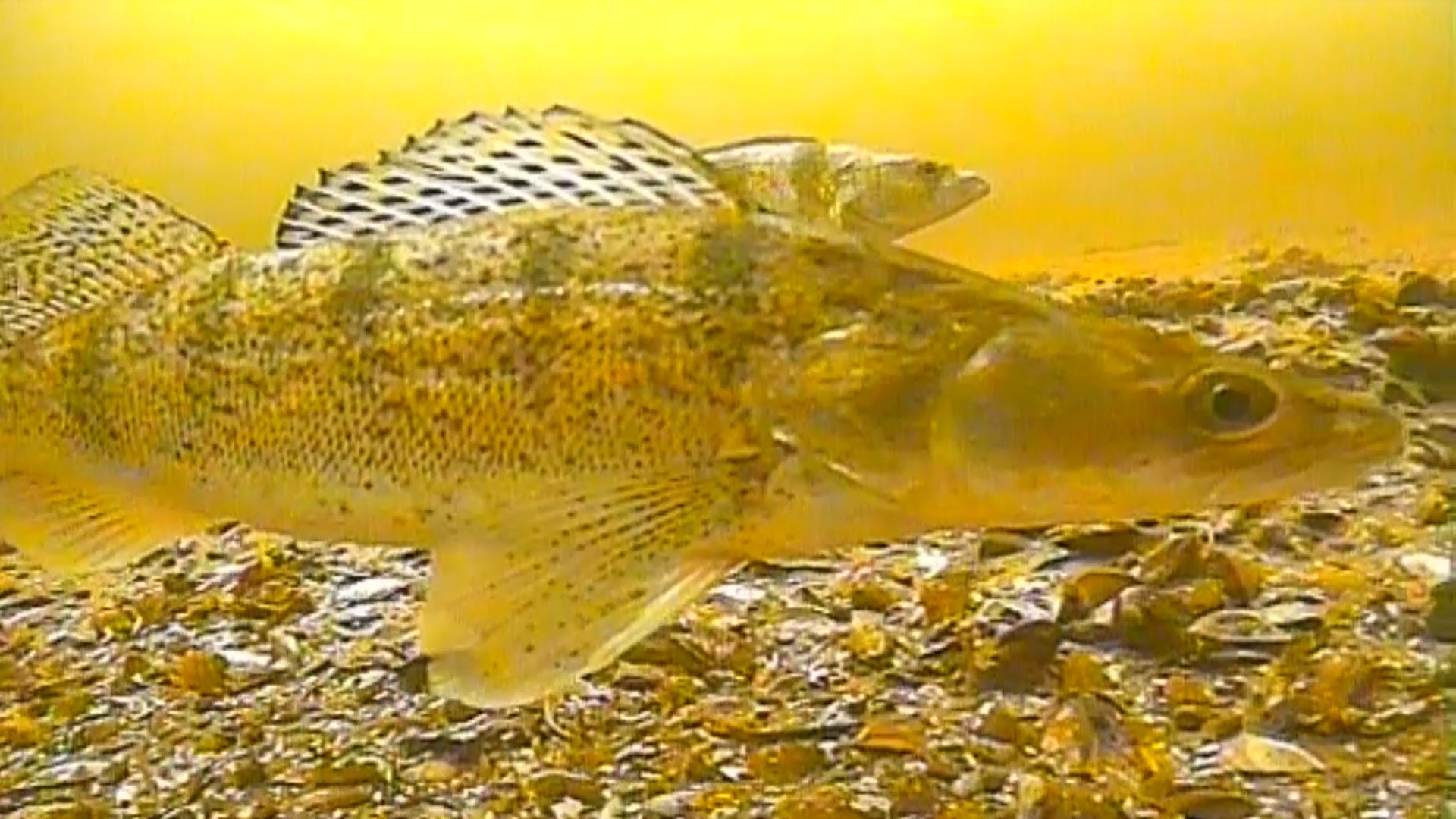 СТОЯНКА КРУПНОГО ОКУНЯ В КОРЯЖНИКЕ! ГЛУХОЗИМЬЕ, ПОДВОДНАЯ СЪЕМКА!