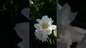 Paeonia White Innocence
