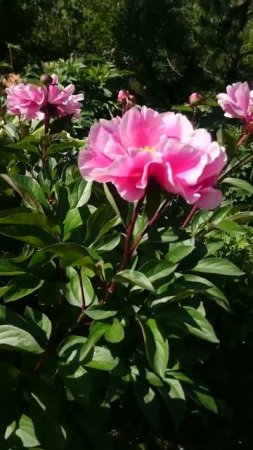 Paeonia Jeanne Cayeux