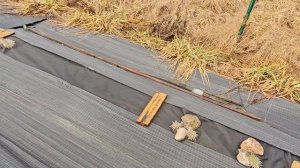 Зимостойкие кактусы и суккуленты, аномально тёплая зима, 1 февраля 25 года.