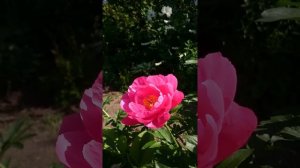 Paeonia - "Paula Fay"