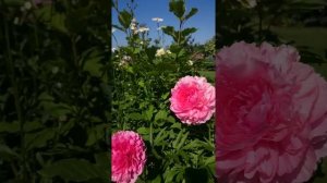 Paeonia Rose Heart