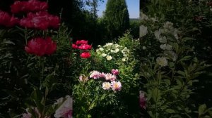 Peony Circus Circus
