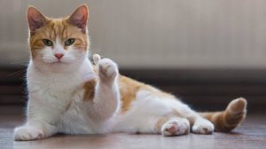 Забавные кошки: лучшие моменты. Нарезка смешных тик-ток котиков