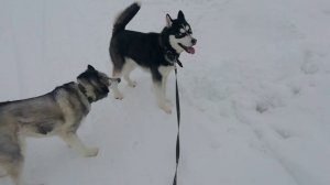 Хаски по кличке Барон нашёл себе подругу.