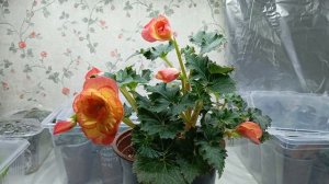Бегония Он Топ Сан Глоу(Begonia On Top Sun Glow)