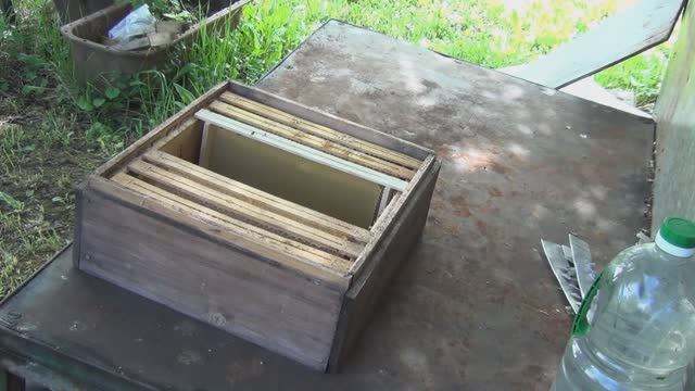 Создание и заселение ранних отводков