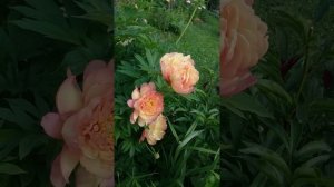 Ито гибриды пионов - для Инстаграма