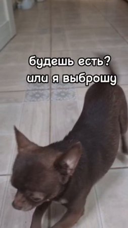 фразы которые можно сказать одновременно мужу и собаке 😄