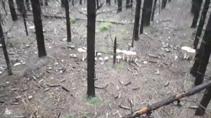 Мухоморный сезон в разгаре