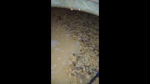 Saccharomyces cerevisiae