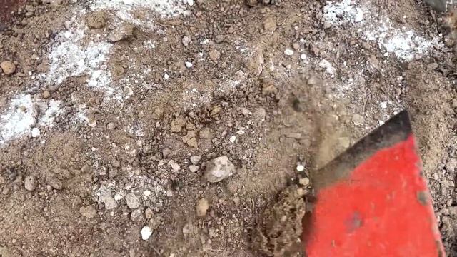 Uses of Trichoderma Fungi For Plants | Complete Information - смотреть ...