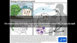Cryptococcus gattii Top # 8 Facts