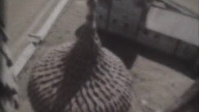 Короткометражный док. фильм 8 мм / МУЗЕЙ ПОД СЕВЕРНЫМ НЕБОМ  ( БЕЗ ЗВУКА ) Сер 20 века