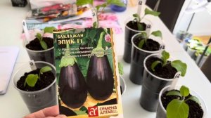 РАССАДА 🌱🍆БАКЛАЖАН 🍆КАКИЕ СОРТА 🍆👩🌾🌱