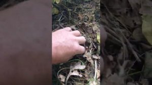 Грибы возле дома 1