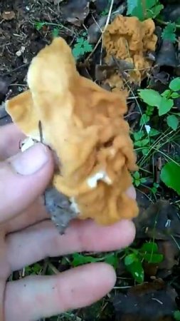 как растут сморчки