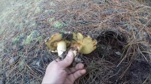 Зимой. в лесу полно Грибов . и Белый есть. Олешковские пески