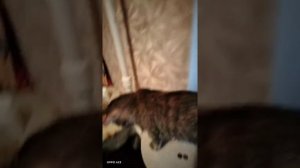 Поэзия без жизни,суть сырой зимы, поэма пустоты, для маленького мехового тельца!Грусть бытия и тлен